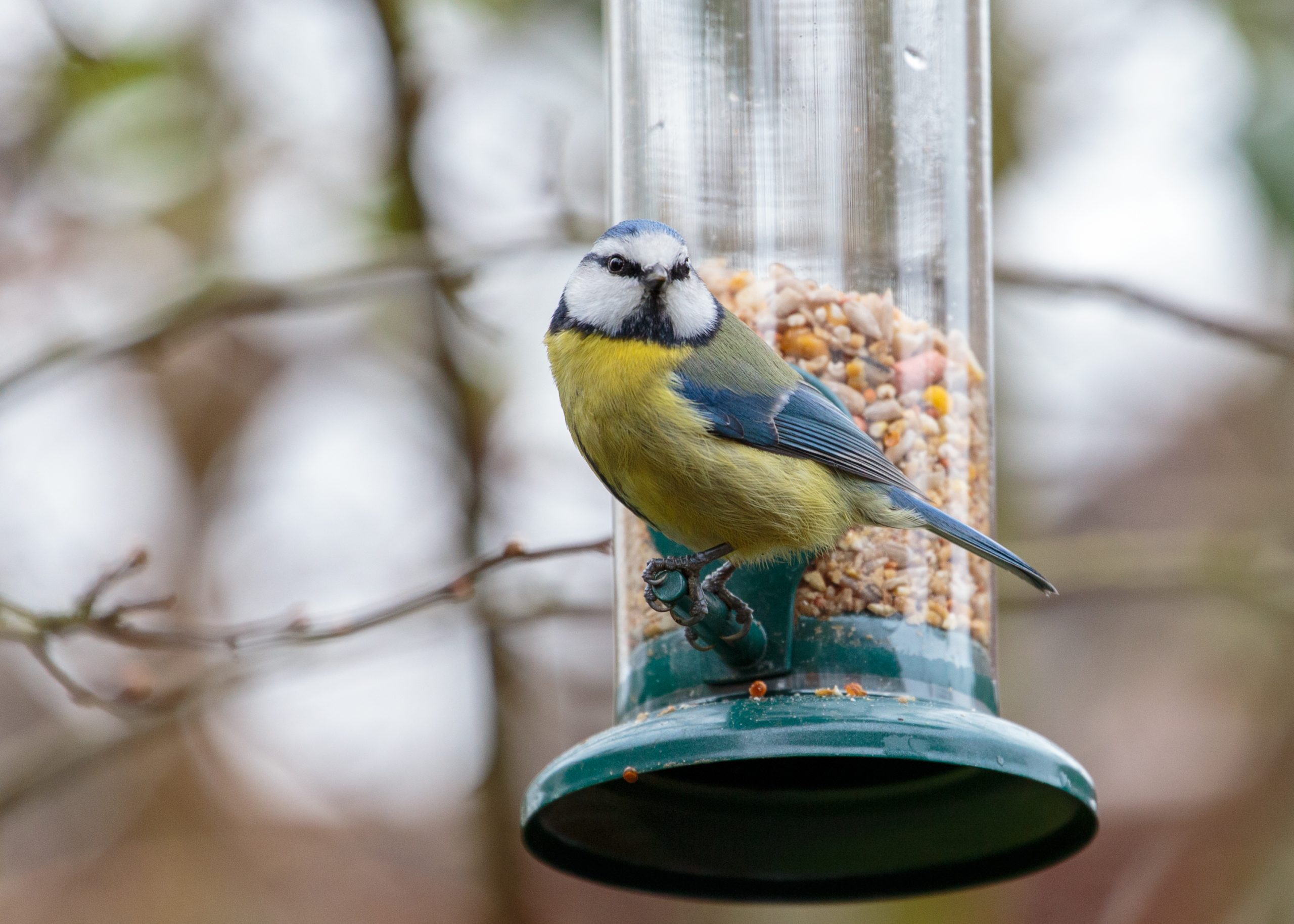 Birding – Chris Tweed Photo